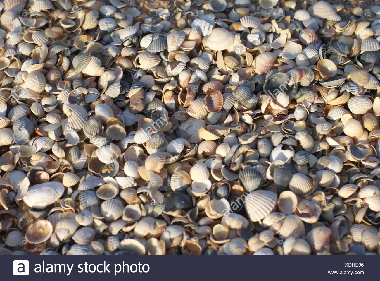 Cockle Shell Beach High Resolution Stock Photography and Images - Alamy