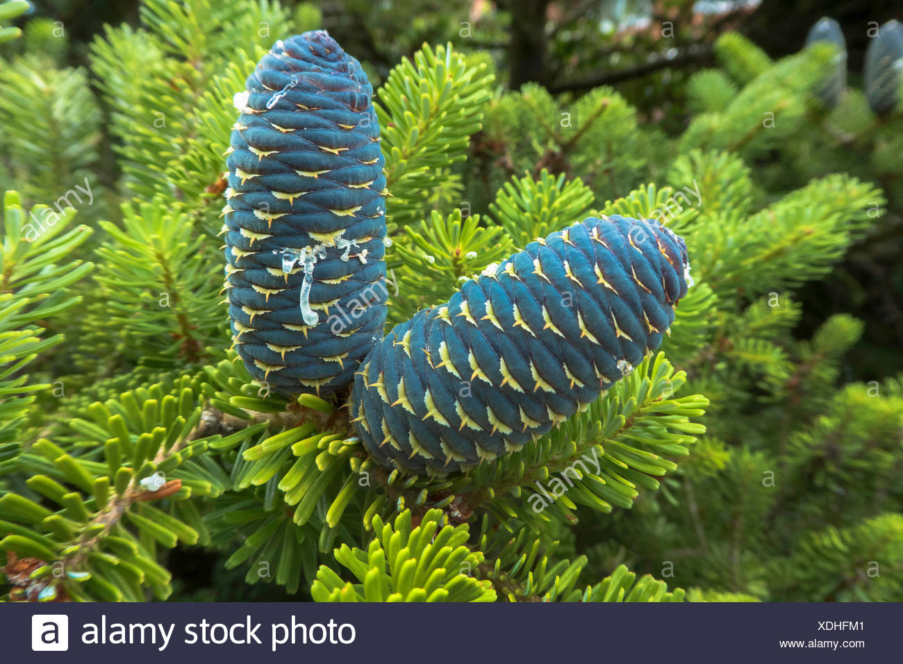 Korean Fir High Resolution Stock Photography and Images - Alamy