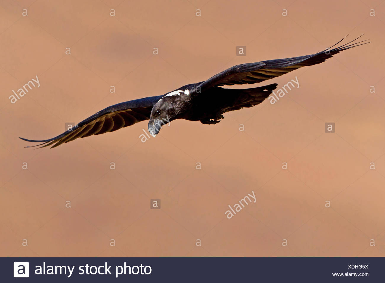 African Raven High Resolution Stock Photography and Images - Alamy