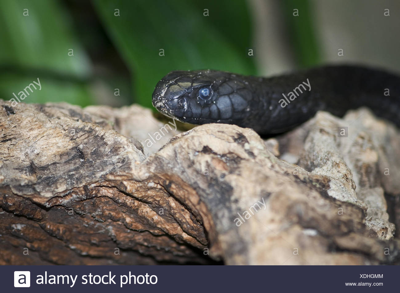 Black Cobra Stock Photos & Black Cobra Stock Images - Alamy
