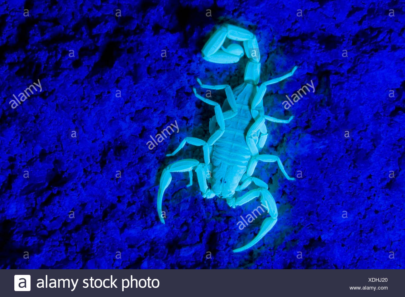 Arizona Bark Scorpions High Resolution Stock Photography and Images - Alamy