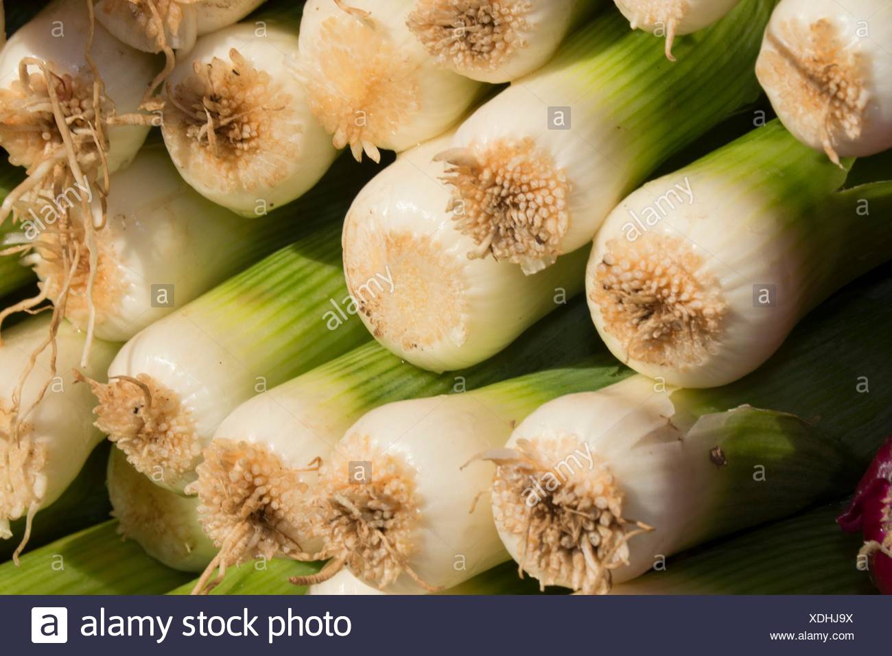 Leek Bulb High Resolution Stock Photography and Images - Alamy