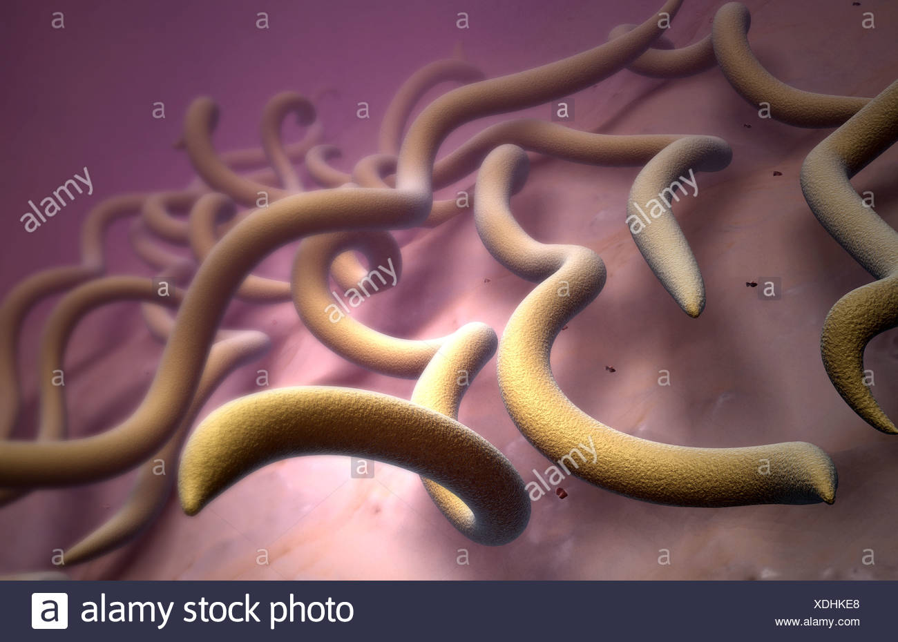 Spirochaete Bacteria High Resolution Stock Photography and Images - Alamy