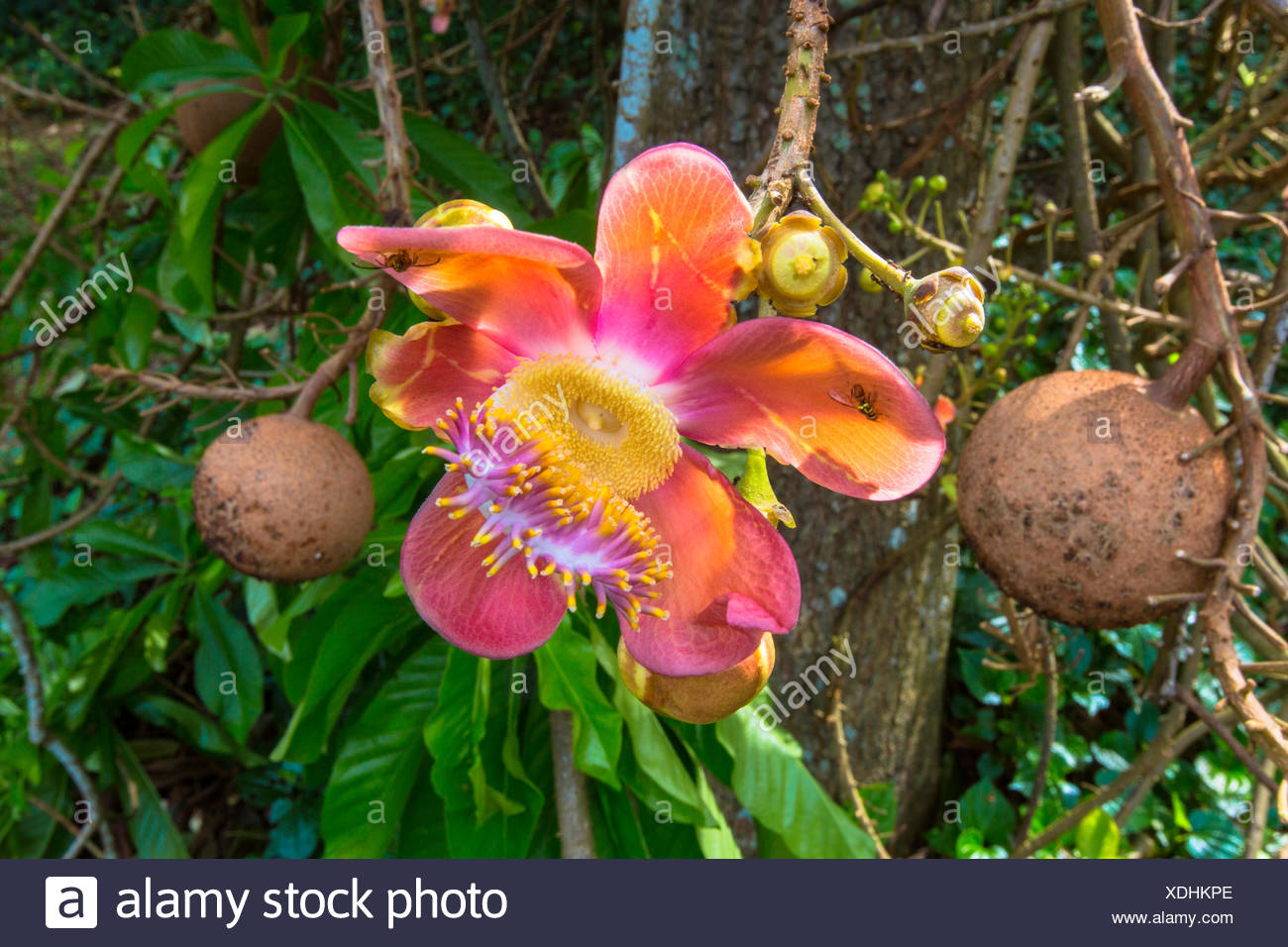 Flower Of The Cannon Ball Tree High Resolution Stock Photography and ...