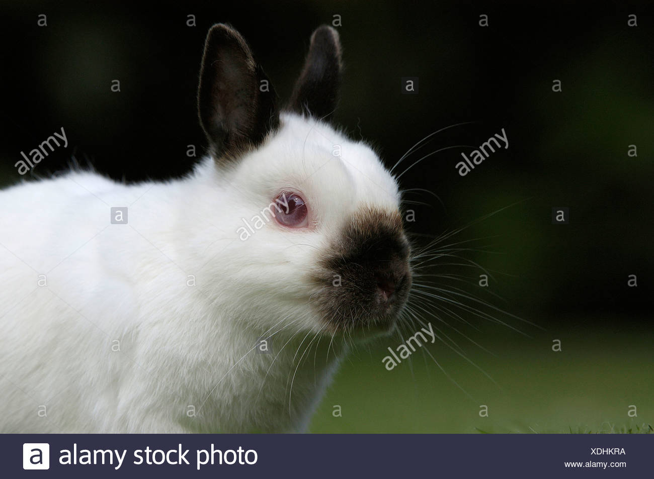 Himalayan Rabbit High Resolution Stock Photography and Images - Alamy