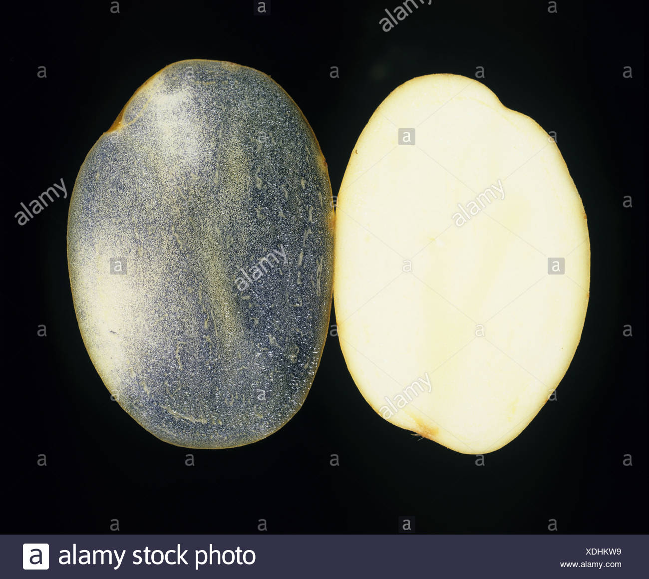 Starch Cells High Resolution Stock Photography and Images - Alamy