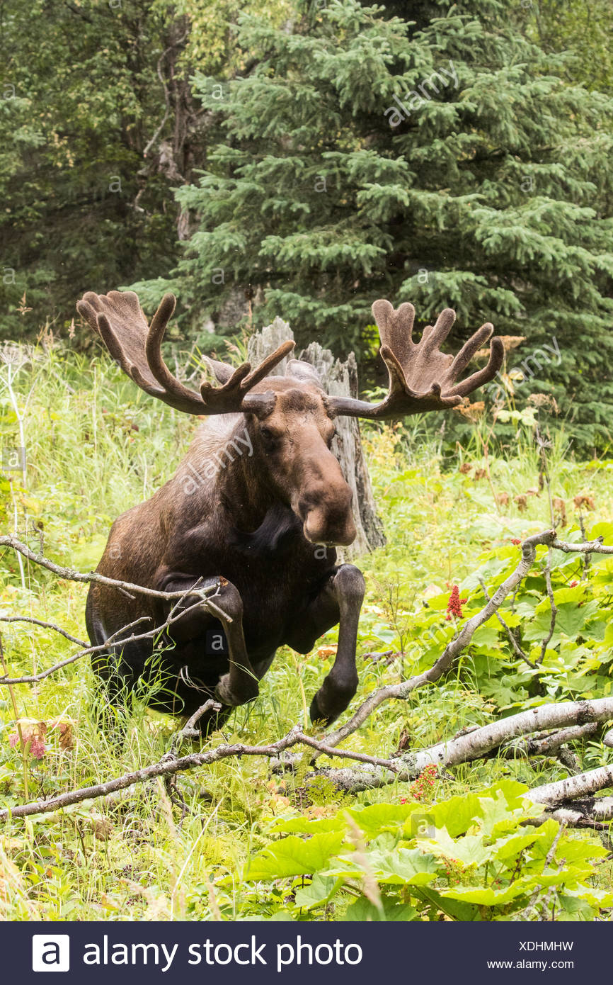 Moose Jumping Stock Photos & Moose Jumping Stock Images - Alamy
