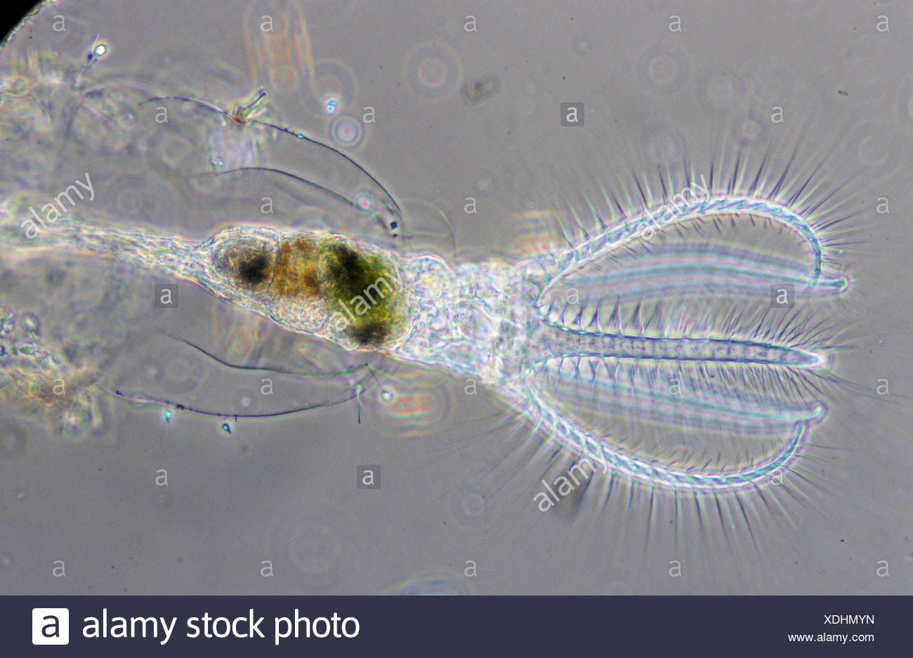 Rotifer High Resolution Stock Photography and Images - Alamy