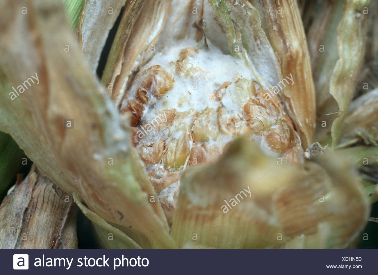 Fusarium Fungus Stock Photos & Fusarium Fungus Stock Images - Alamy