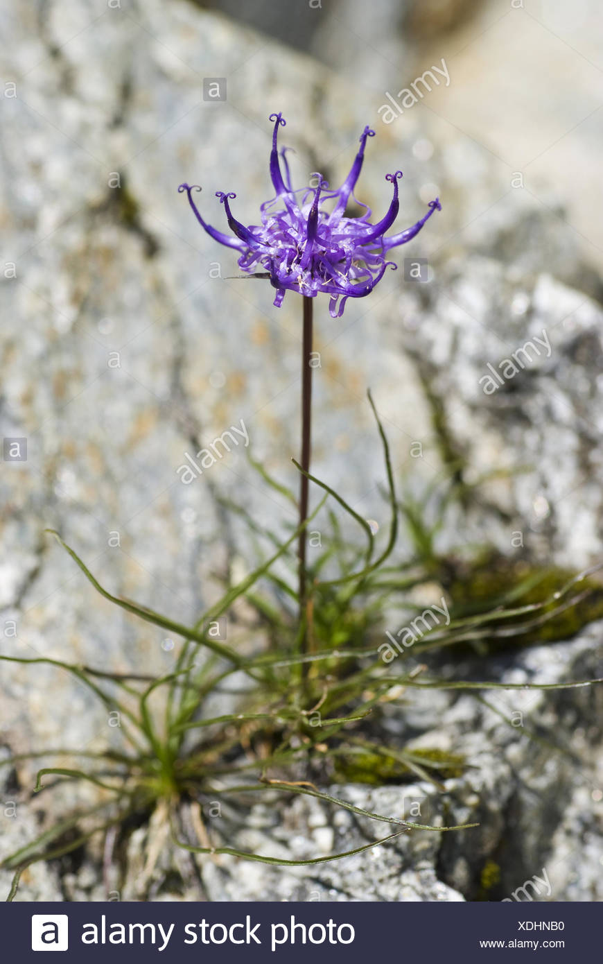 Rampions High Resolution Stock Photography and Images - Alamy