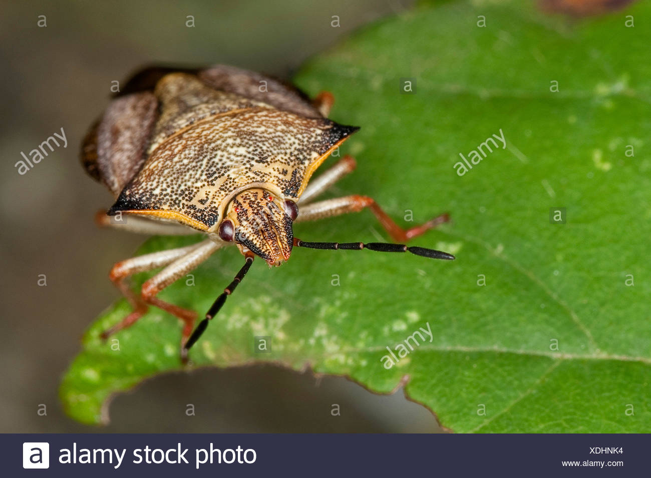 Red Shield High Resolution Stock Photography and Images - Alamy