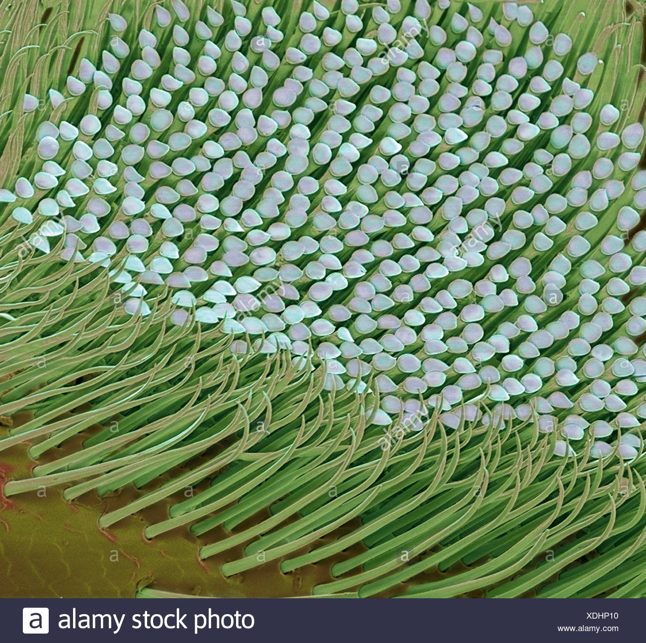 Beetle Foot High Resolution Stock Photography and Images - Alamy