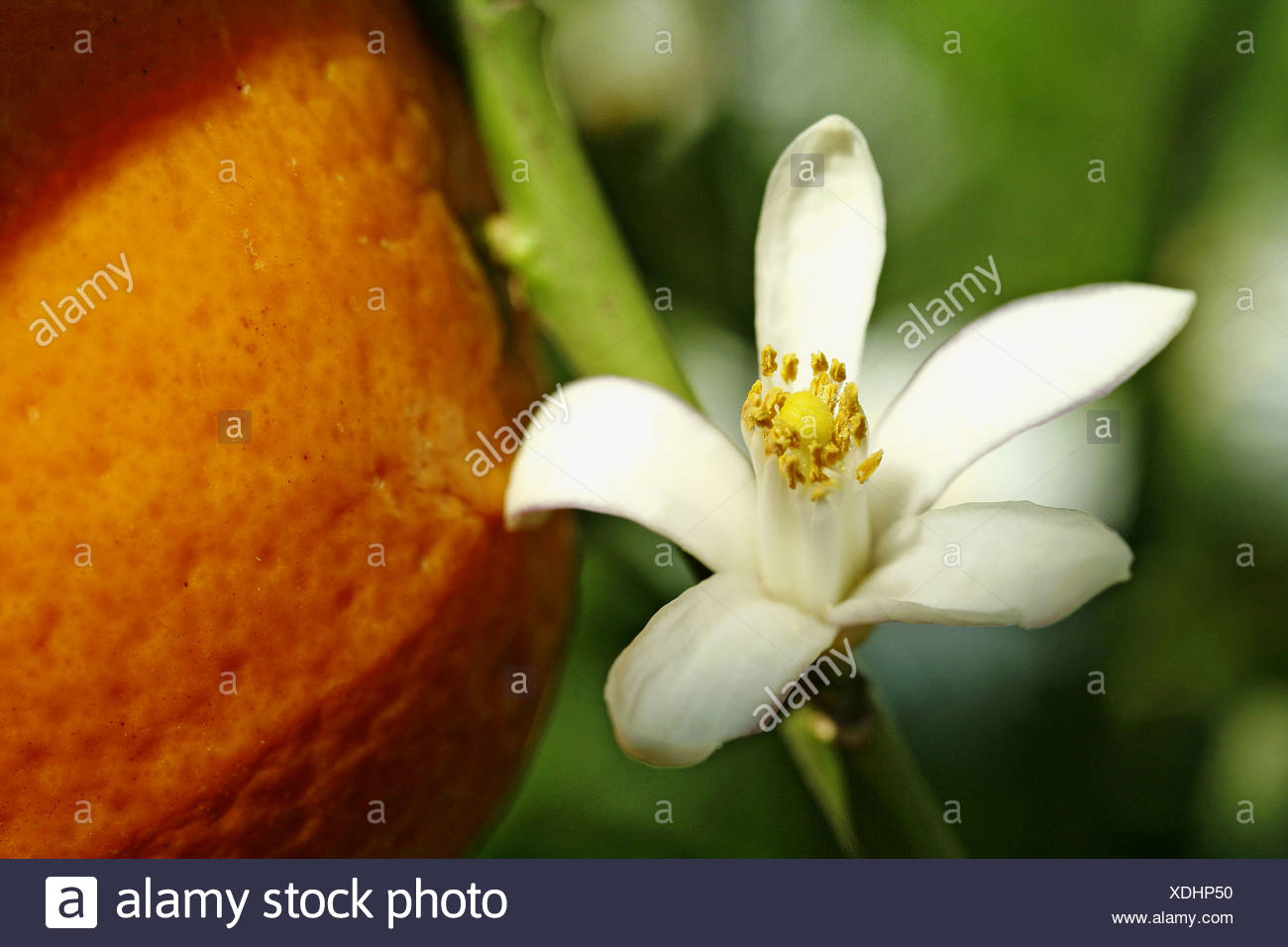 Citrus Aurantium Tree High Resolution Stock Photography and Images - Alamy