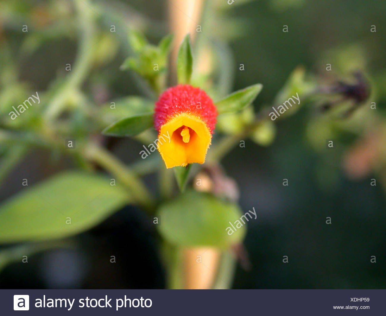Firecracker Vine High Resolution Stock Photography and Images - Alamy