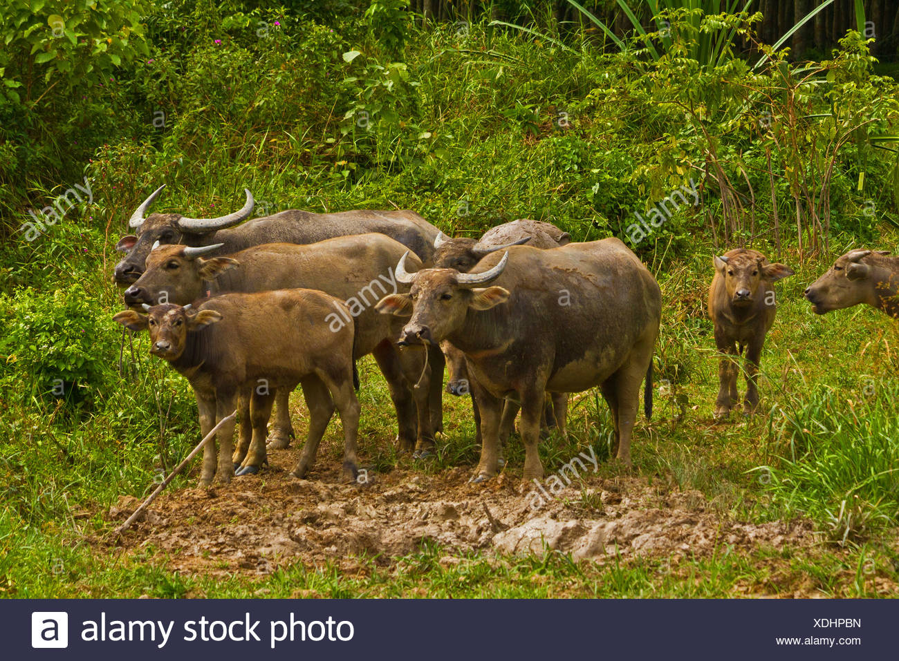 Thai Water Buffalo High Resolution Stock Photography and Images - Alamy