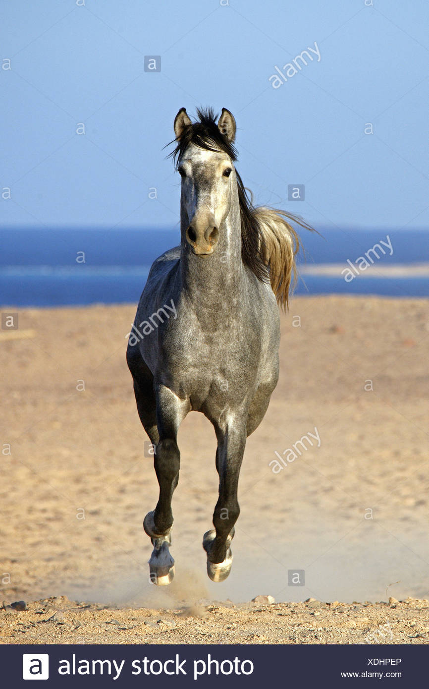 Horse Running Beaches Stock Photos & Horse Running Beaches Stock Images ...