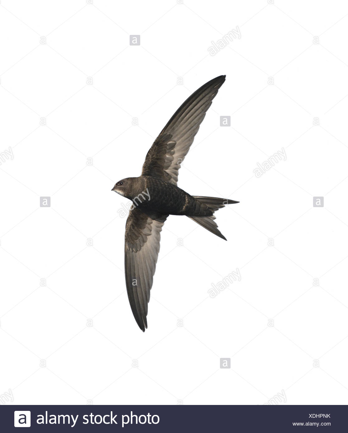 Apus Apus High Resolution Stock Photography and Images - Alamy