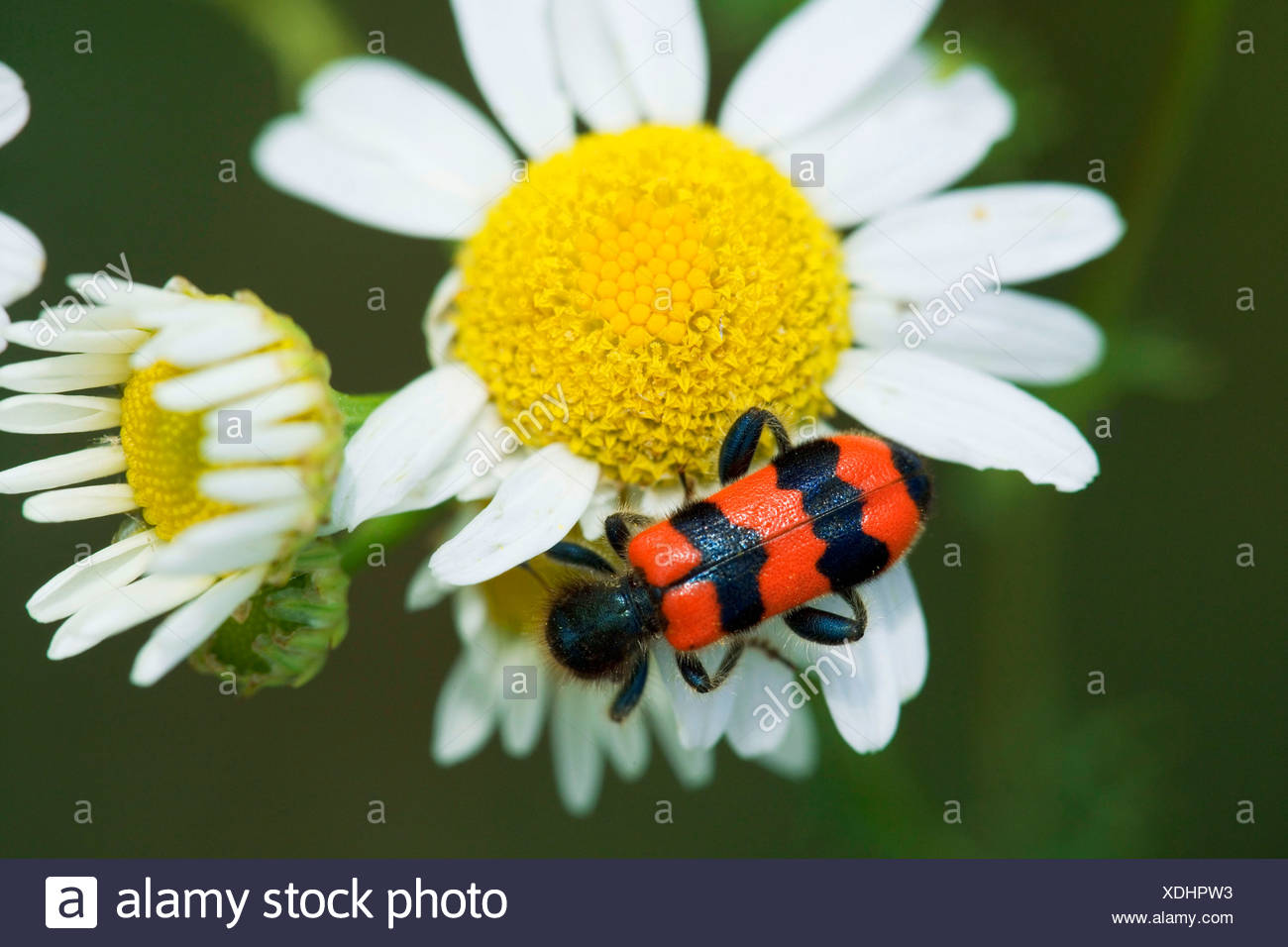 Bee Wolf Beetle High Resolution Stock Photography and Images - Alamy