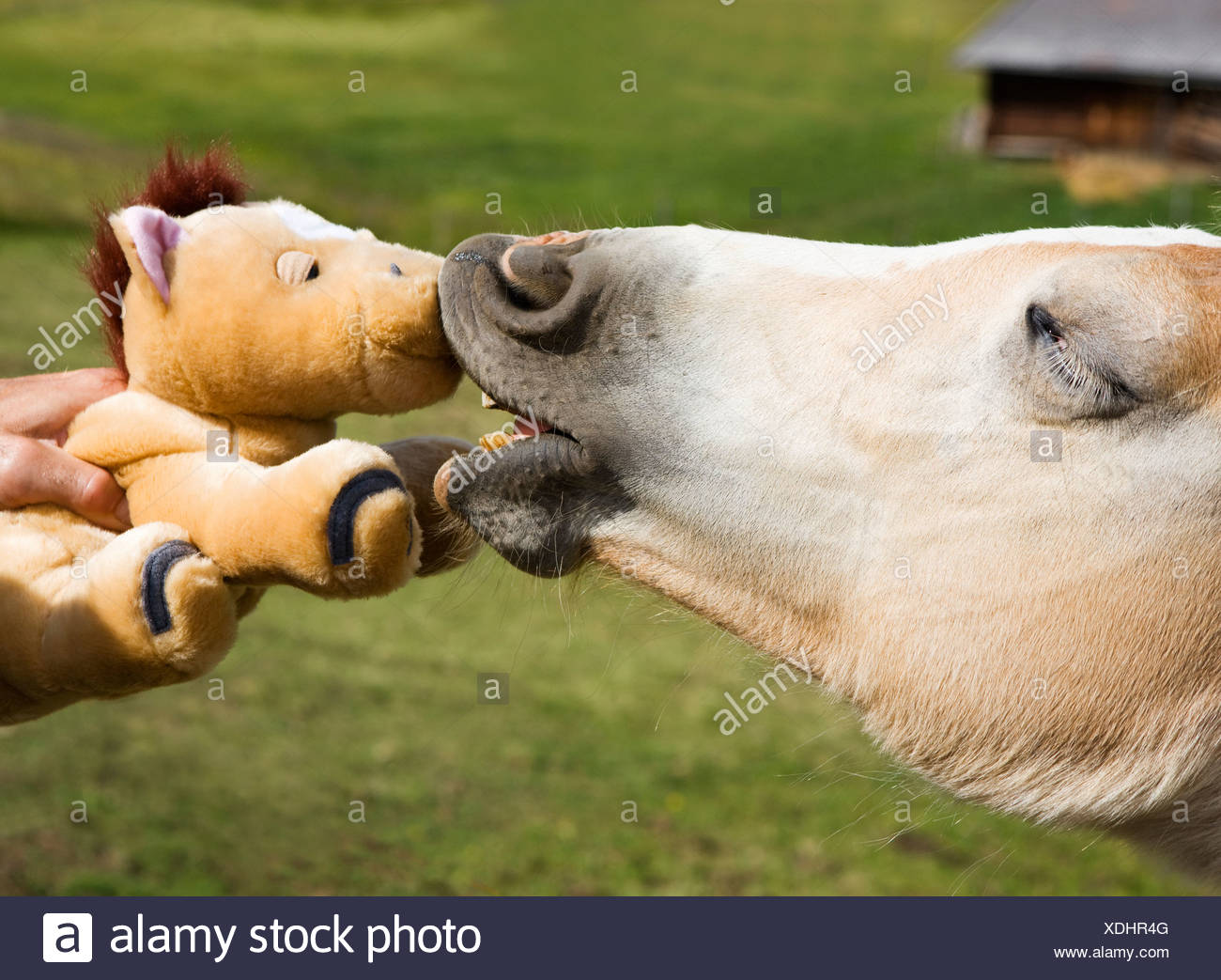 Curious Horse High Resolution Stock Photography and Images - Alamy