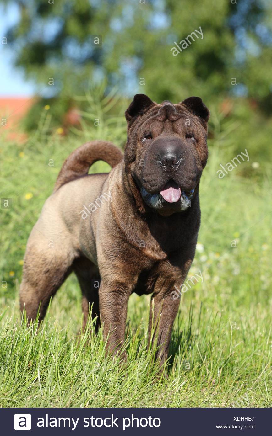 Shar High Resolution Stock Photography and Images - Alamy