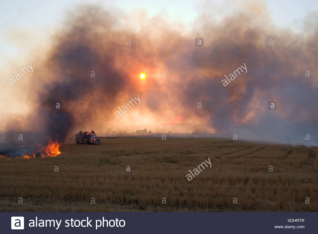 Fire Weeds High Resolution Stock Photography and Images - Alamy