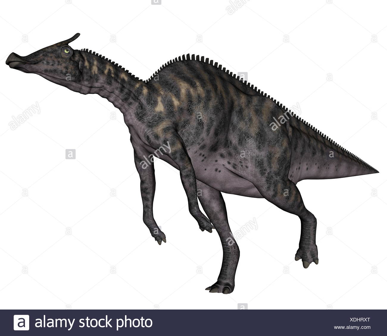Saurolophus Stock Photos & Saurolophus Stock Images - Alamy
