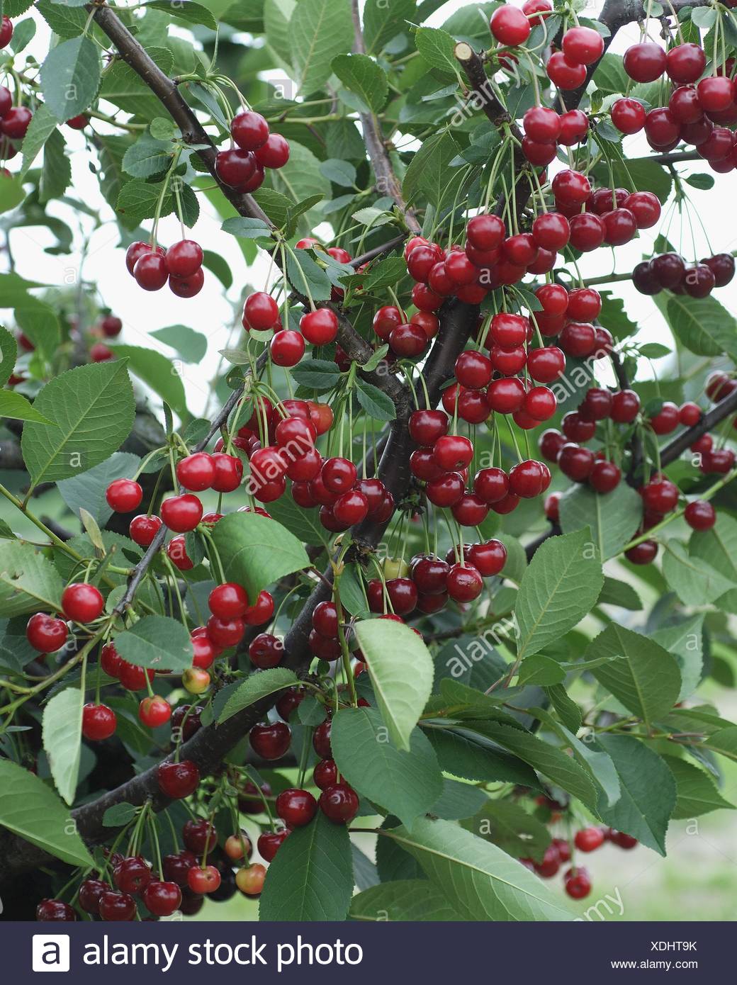 Morello Cherries Fruit Sour Stock Photos & Morello Cherries Fruit Sour ...