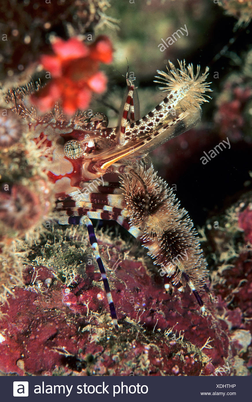 Dendrobranchiata Stock Photos & Dendrobranchiata Stock Images - Alamy