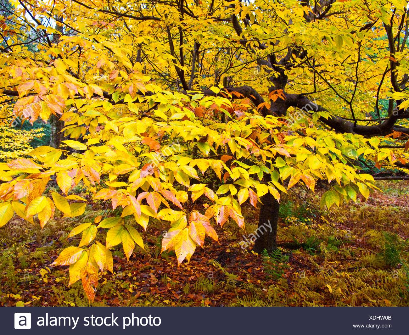 American Beech Tree High Resolution Stock Photography and Images - Alamy
