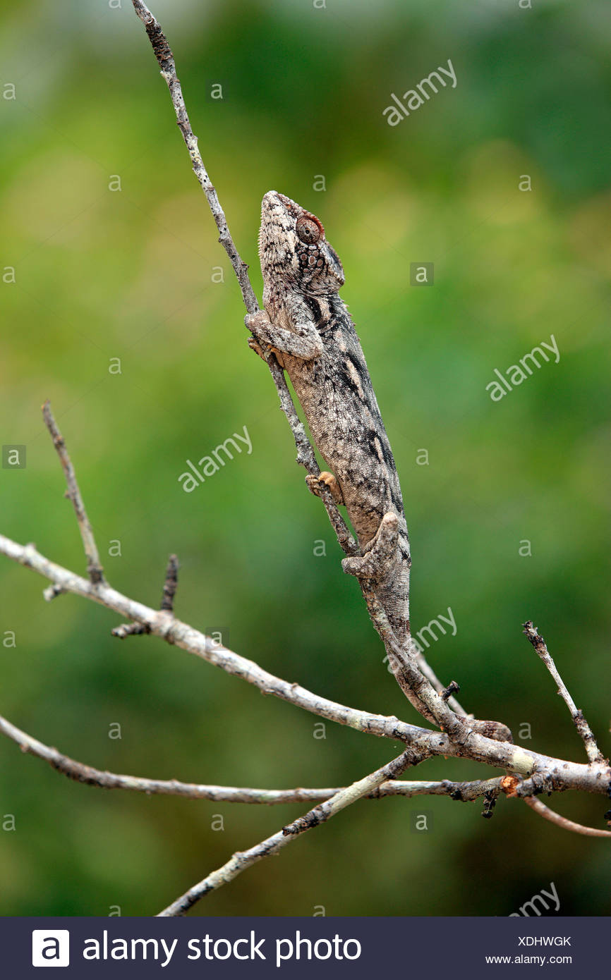 Furcifer Verrucosus High Resolution Stock Photography and Images - Alamy