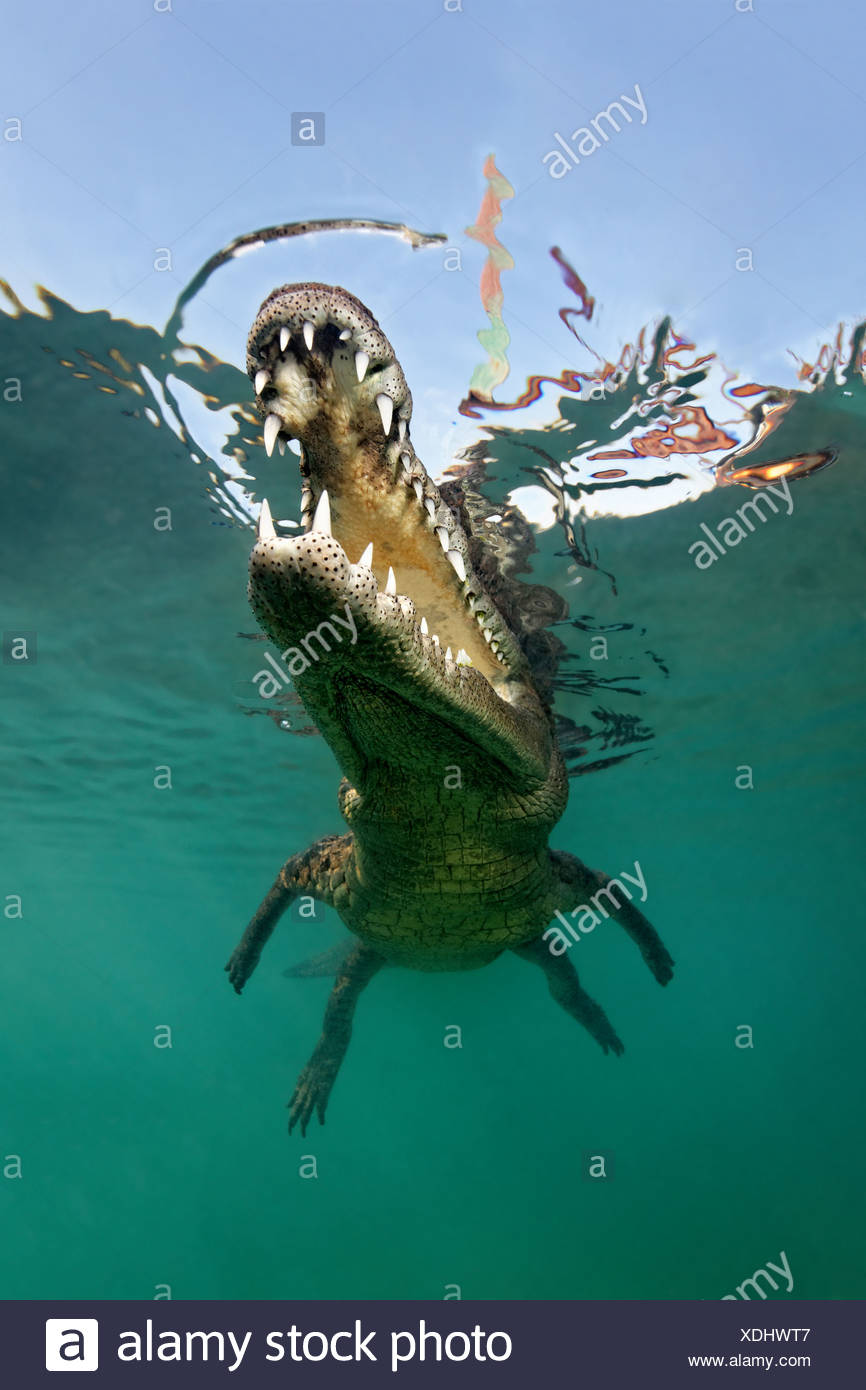 Full Set Of Teeth High Resolution Stock Photography and Images - Alamy