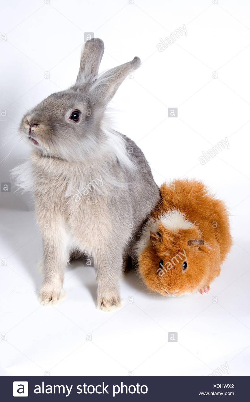 Cute Rabbit Guinea Pig High Resolution Stock Photography and Images - Alamy