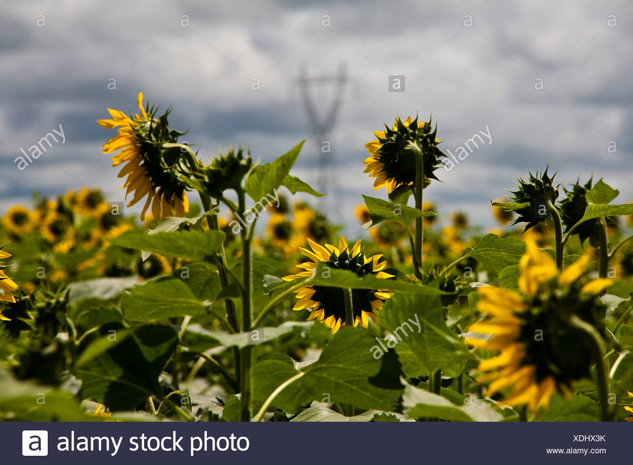 Sunflower Production High Resolution Stock Photography and Images - Alamy