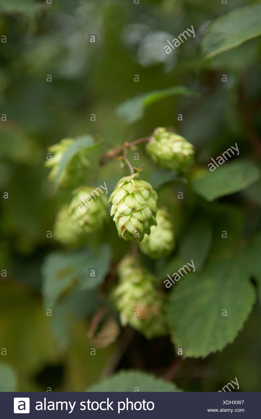 Growing Of Hops High Resolution Stock Photography and Images - Alamy