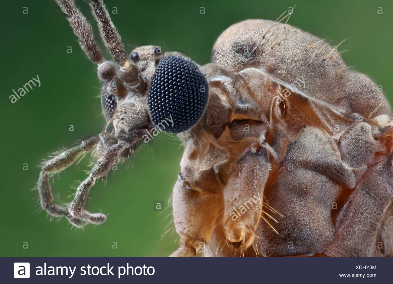 Trichocera High Resolution Stock Photography and Images - Alamy