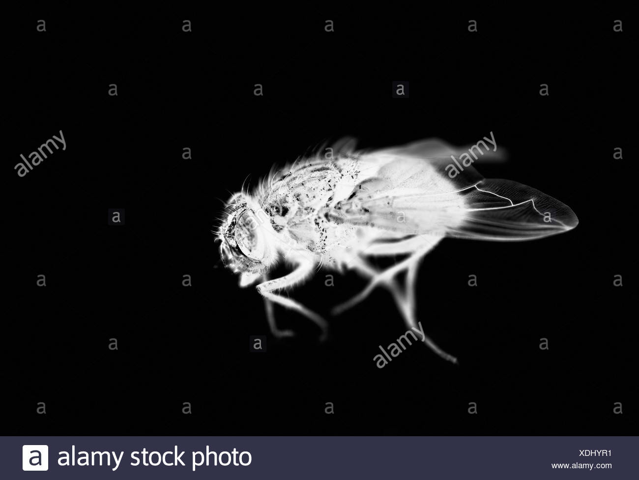 Black And White Bugs High Resolution Stock Photography and Images - Alamy