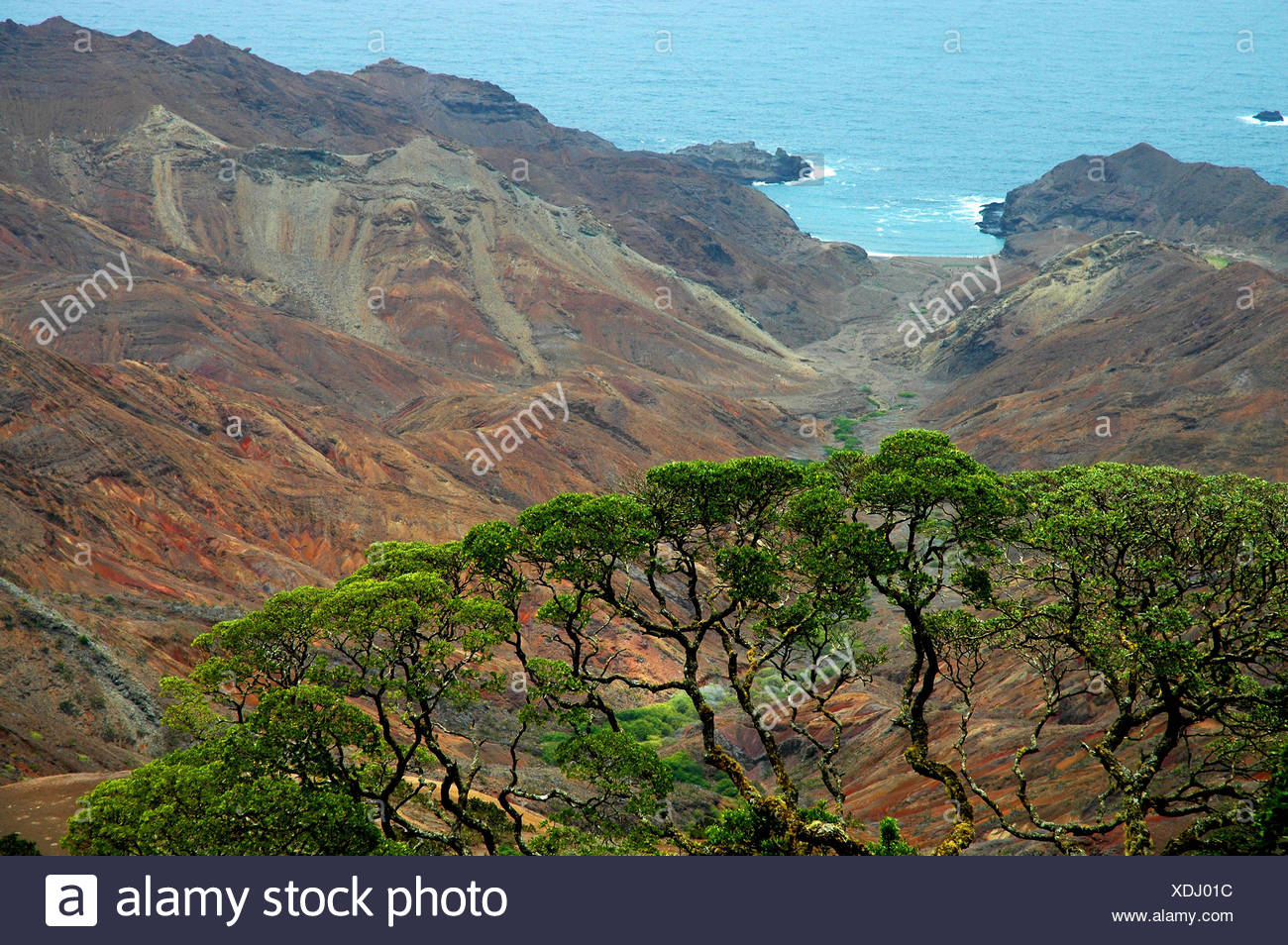 Commidendrum Robustum High Resolution Stock Photography and Images - Alamy