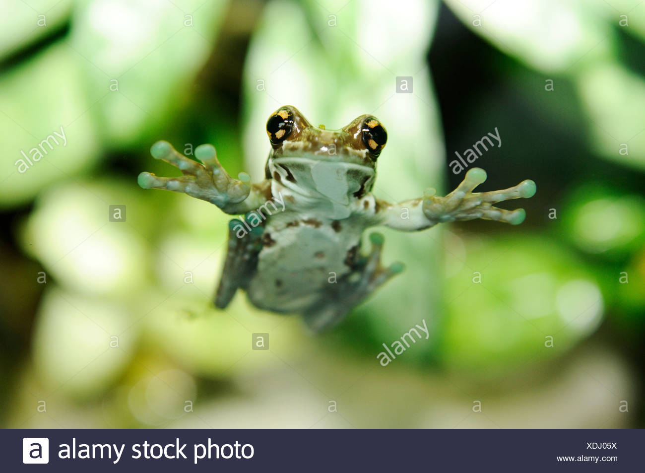 Milk Frog High Resolution Stock Photography and Images - Alamy