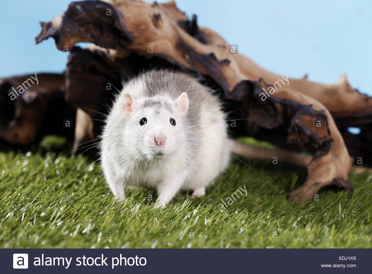 Root Rat Stock Photos & Root Rat Stock Images - Alamy