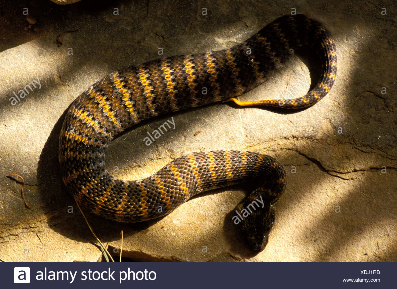Desert Death Adder High Resolution Stock Photography and Images - Alamy