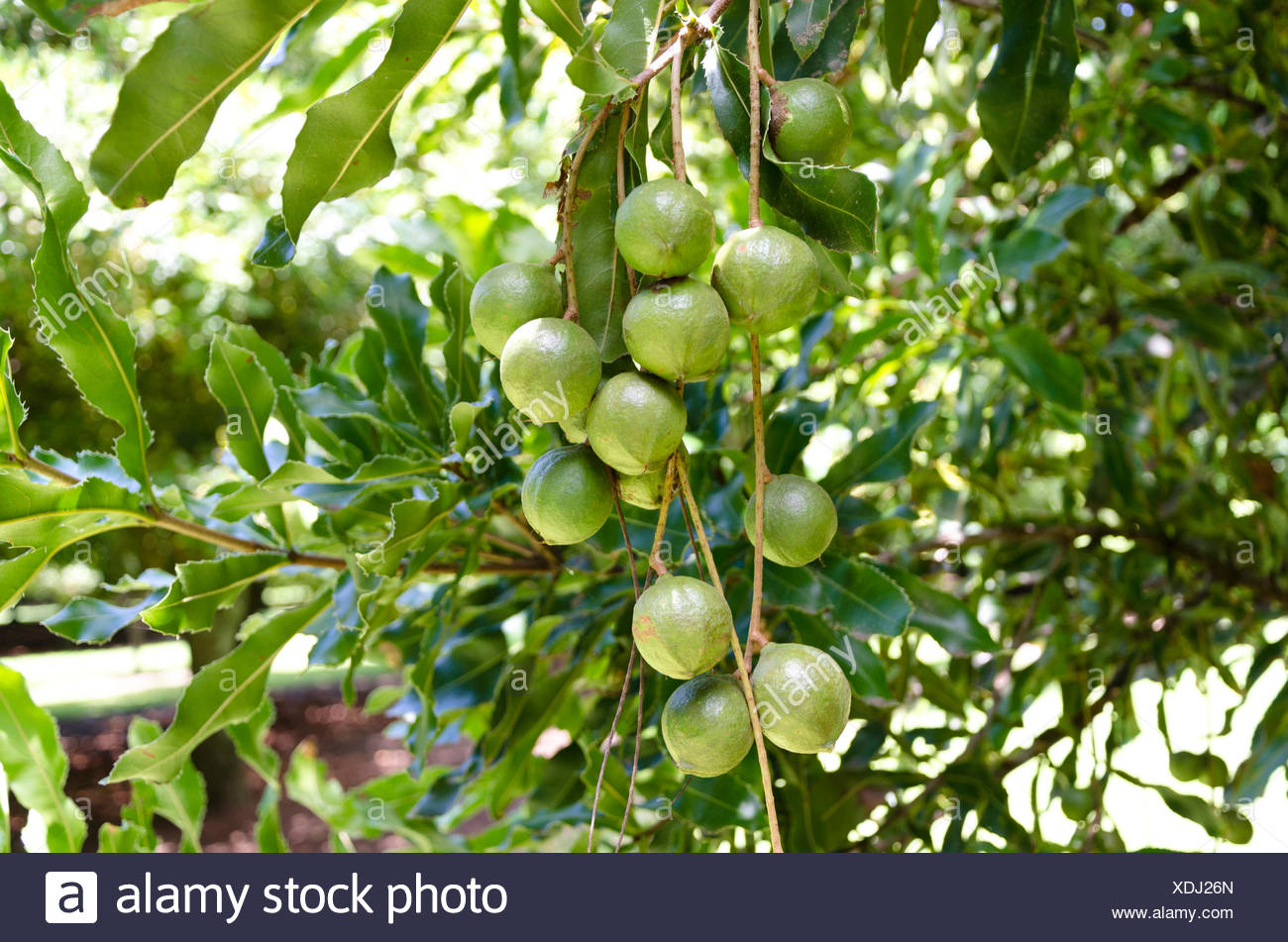 Macadamia Tree Stock Photos & Macadamia Tree Stock Images - Alamy