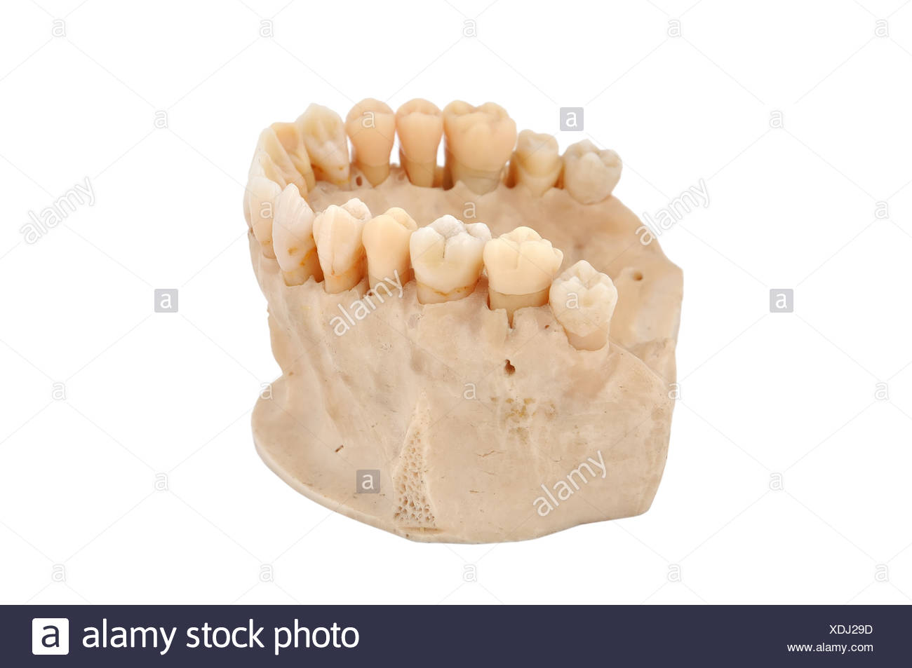 Upper Jaw Bone Stock Photos & Upper Jaw Bone Stock Images - Alamy