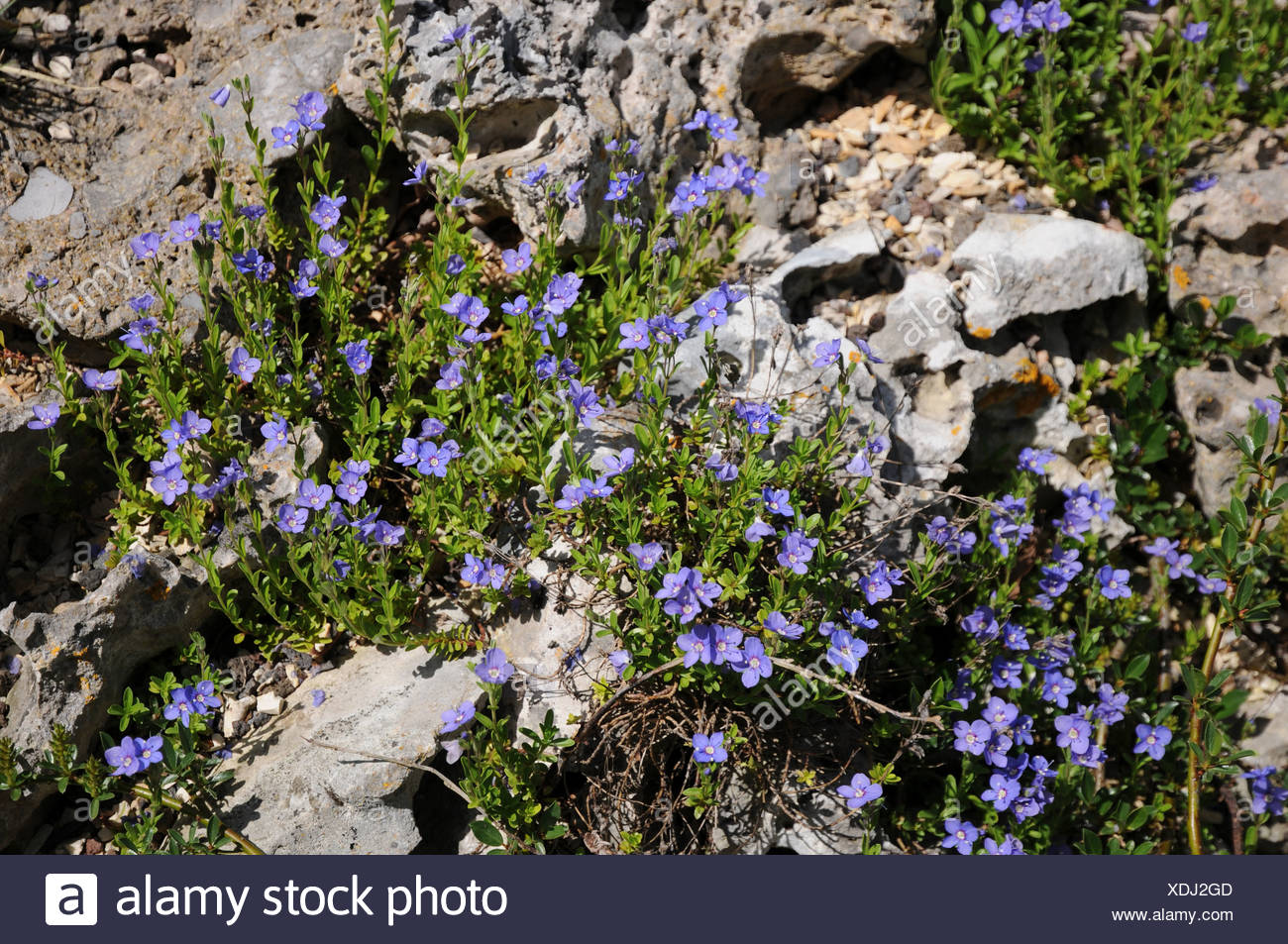 Rock Speedwell Veronica Fruticans High Resolution Stock Photography and ...