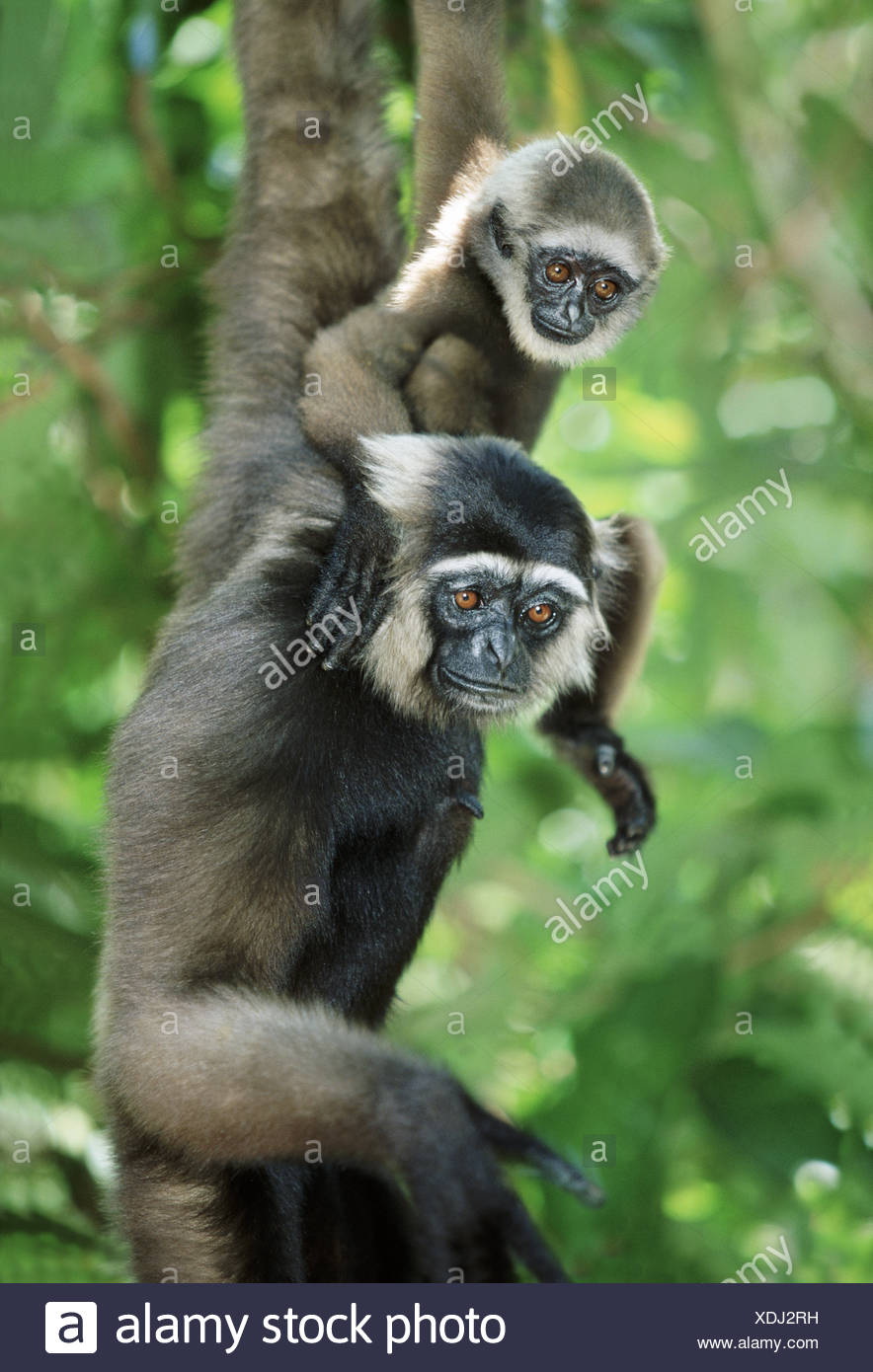 Baby Gibbon High Resolution Stock Photography and Images - Alamy