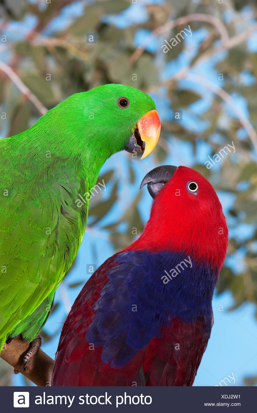 Female Eclectus Parrots High Resolution Stock Photography and Images ...