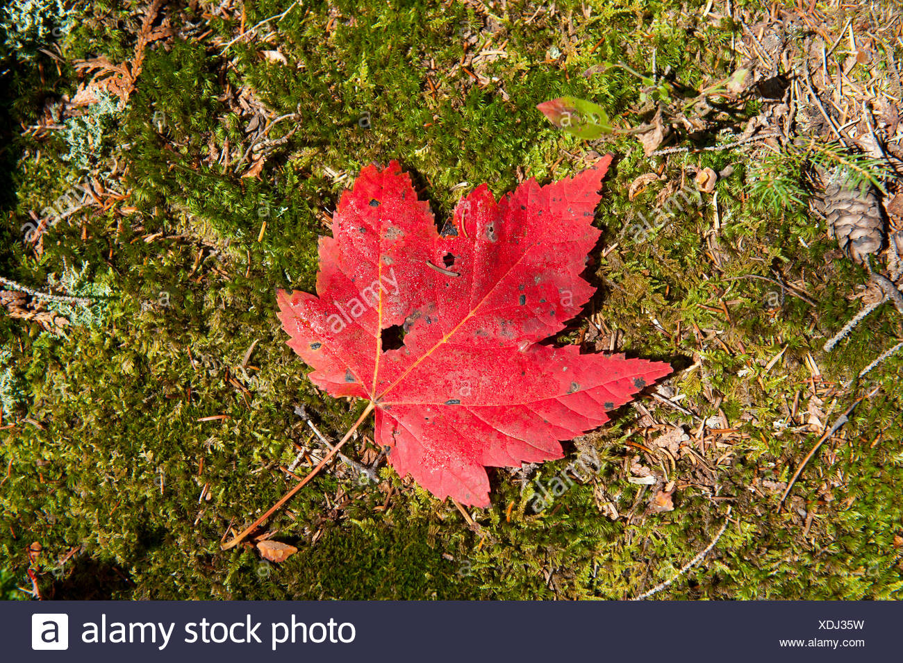 Indian Summer Autumn High Resolution Stock Photography and Images - Alamy