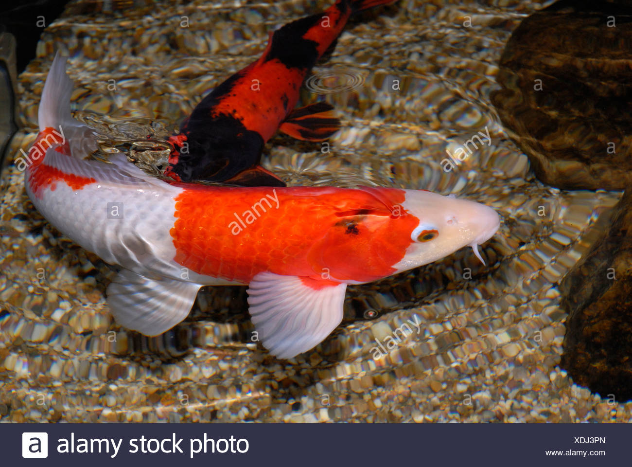 Koi Carp Swimming High Resolution Stock Photography and Images - Alamy