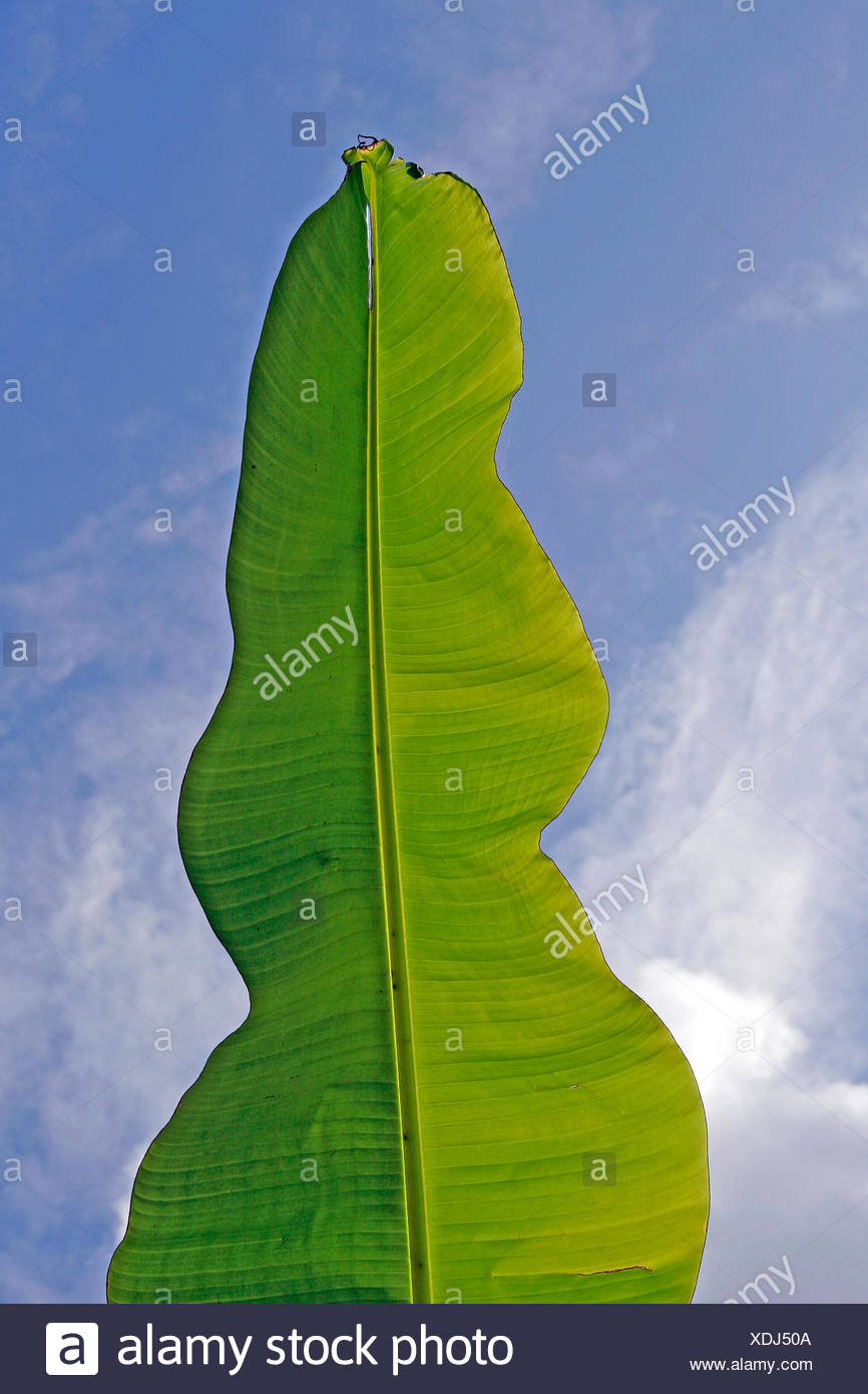 Musa Basjoo Banana Tree High Resolution Stock Photography and Images ...