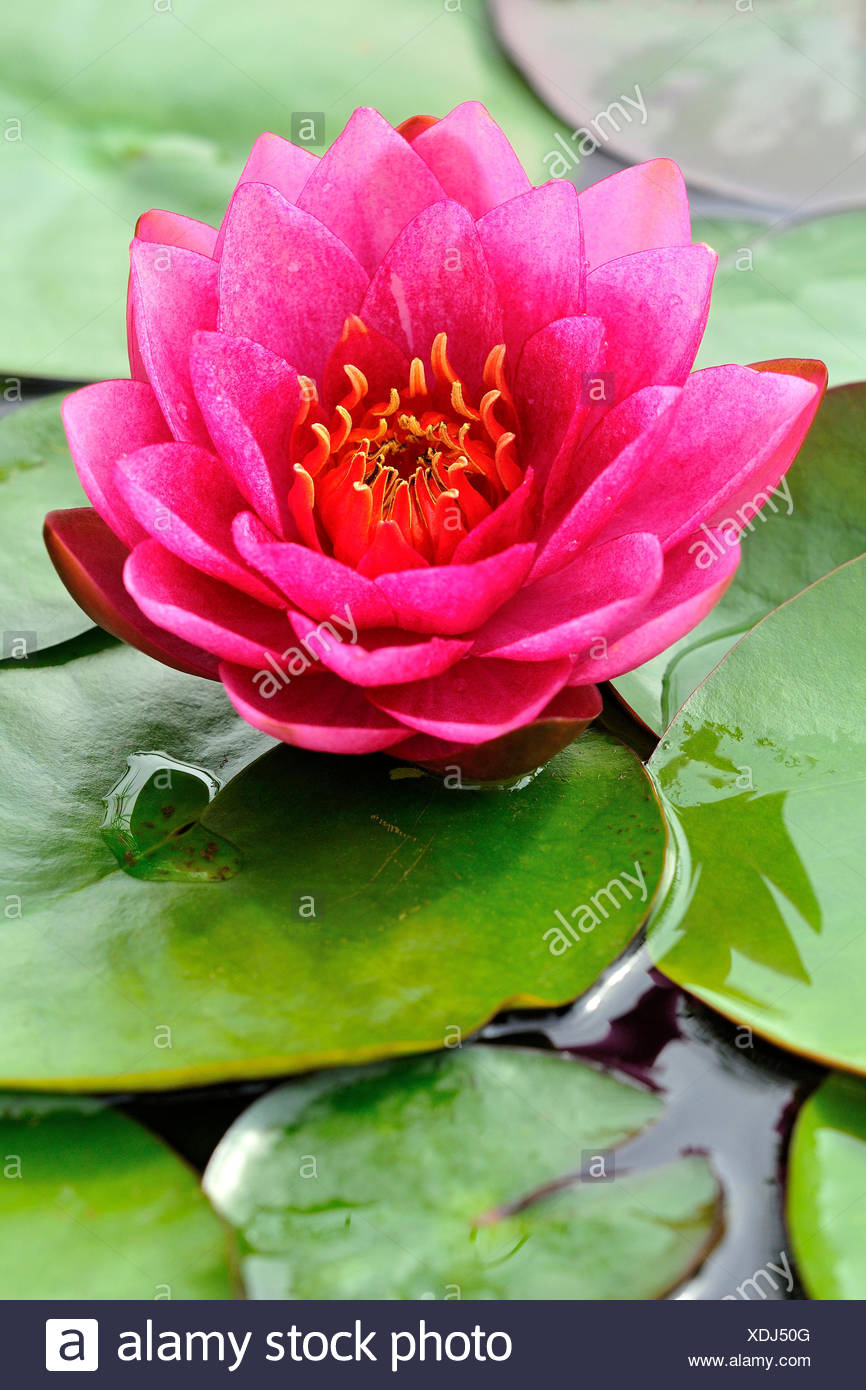 Pink Water Lily High Resolution Stock Photography and Images - Alamy
