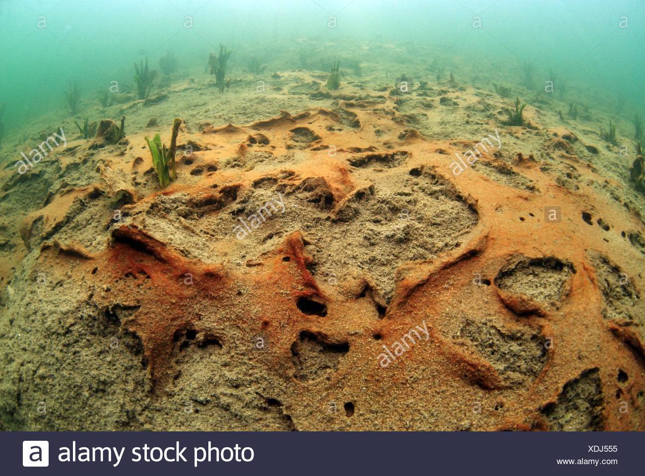 Decomposition High Resolution Stock Photography and Images - Alamy